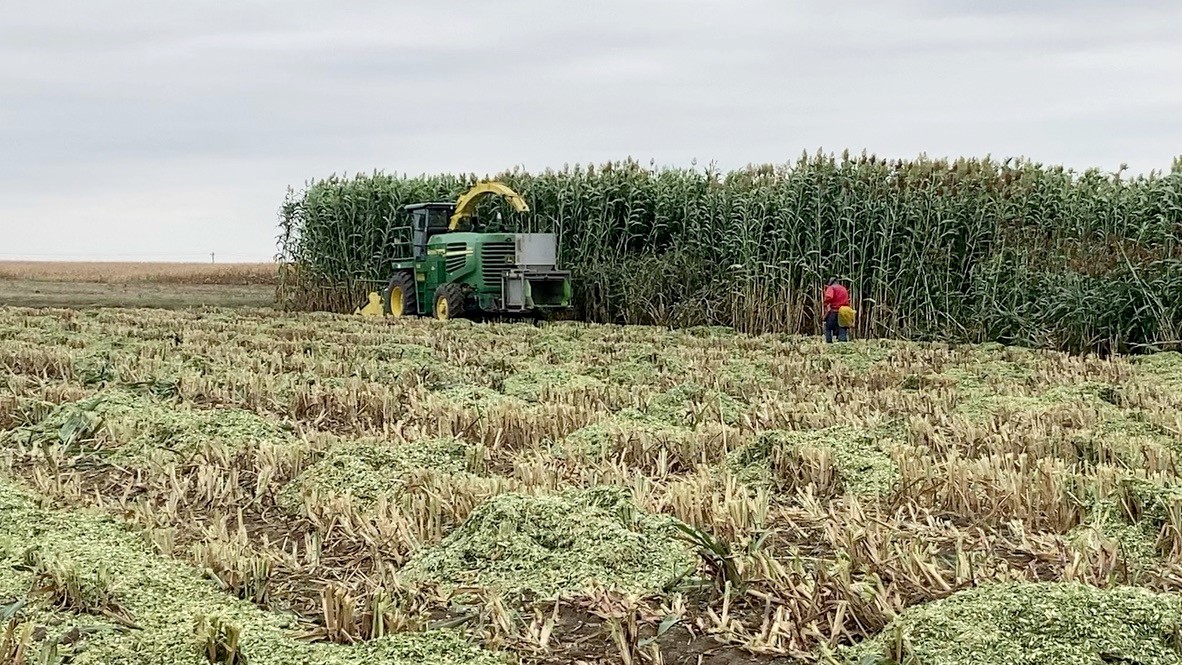 Exploring New Sorghum Cultivars’ Potential as Forage for Upper Midwest | Drovers